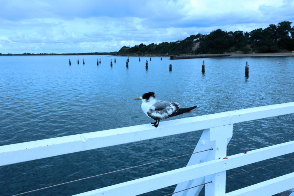 ブリスベン – Moco&Moon Photo Site